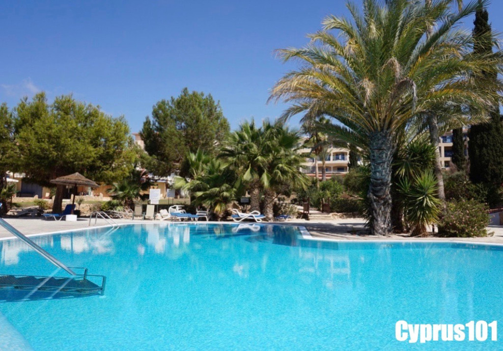 Olive Trees in Cyprus have a long history, meaning, and symbolism.