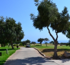 Olive Trees in Cyprus have a long history, meaning, and symbolism.