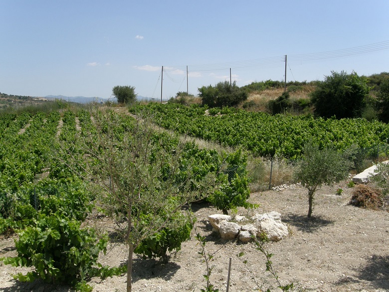 Wine Routes in Cyprus - Paphos Property Estate Agents